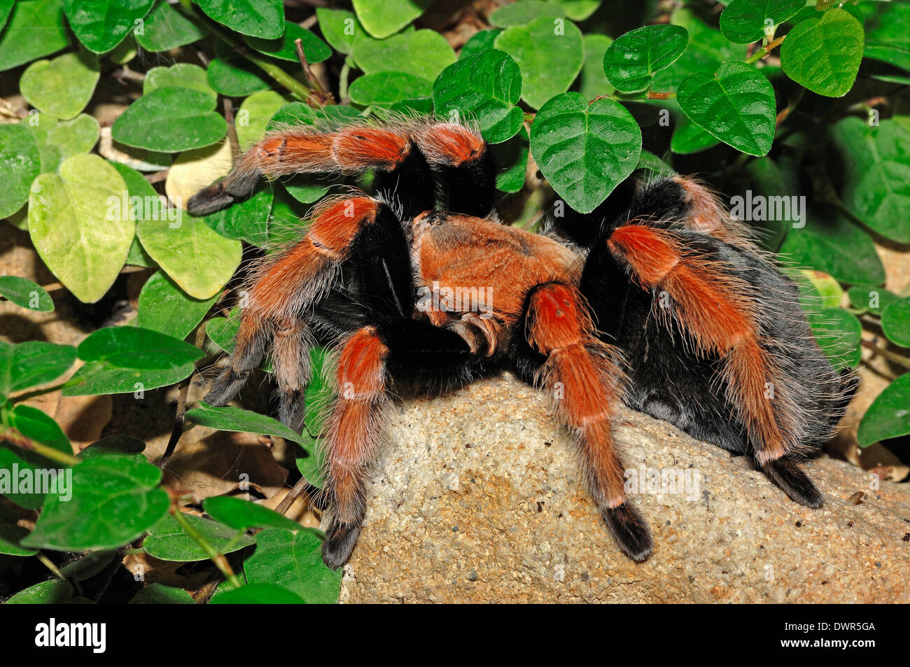 Tarentule brachypelma Banque de photographies et d’images à haute ...