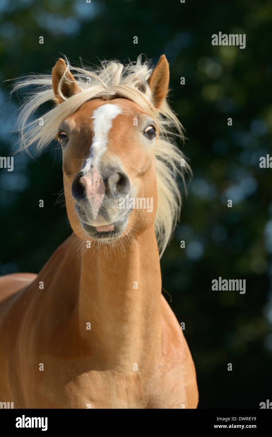 Cheval rigolo Banque de photographies et d’images à haute résolution ...