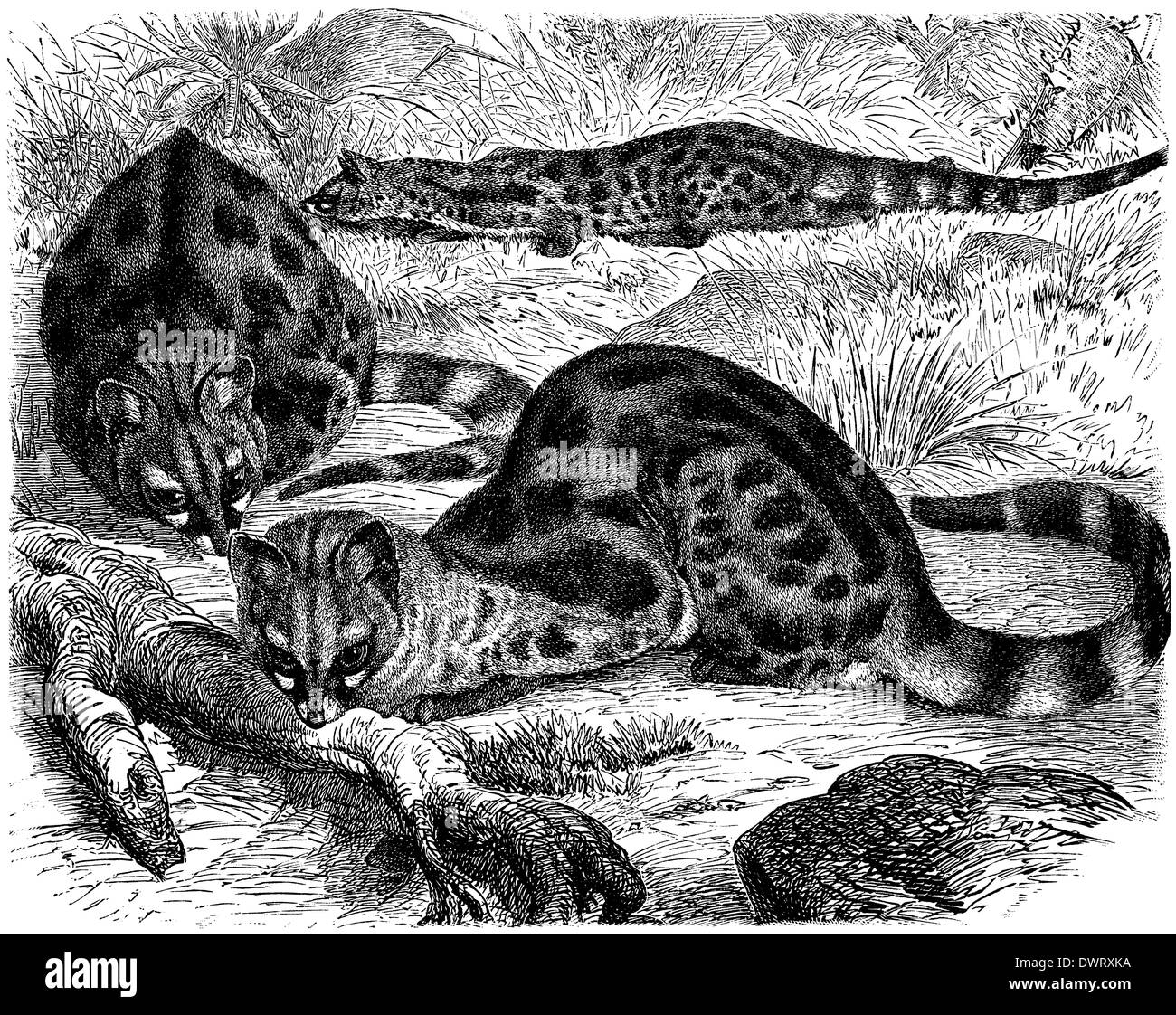 Genet and animal Banque de photographies et d’images à haute résolution ...