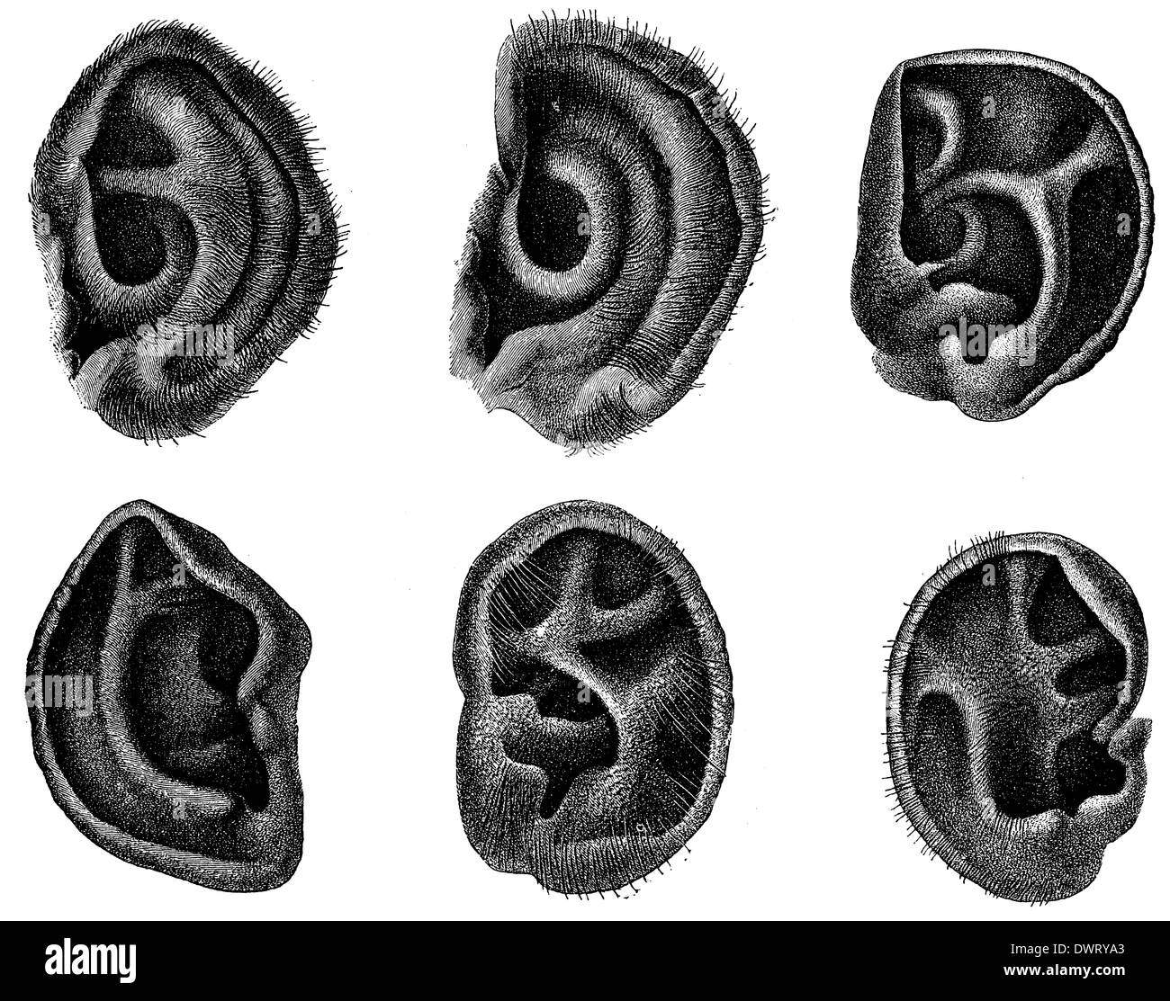 Ape ears Banque de photographies et d’images à haute résolution - Alamy