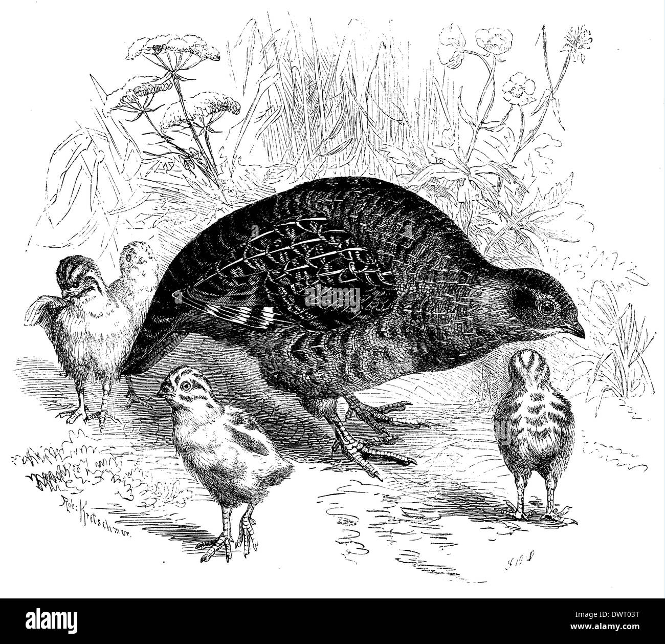 Perdrix noire Banque d'images noir et blanc - Alamy