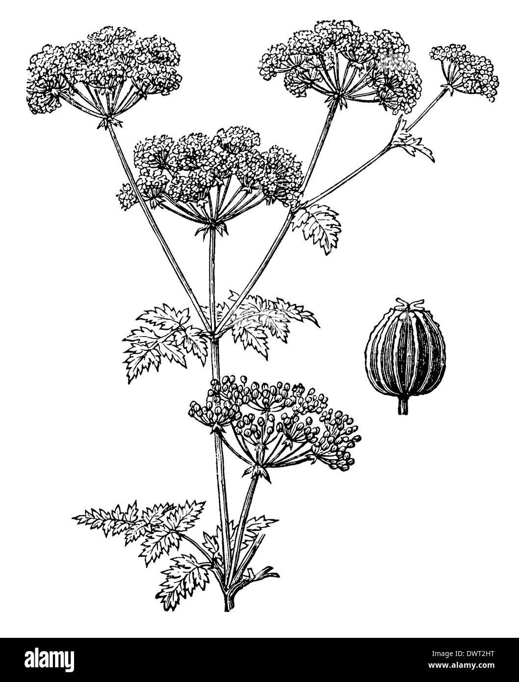 Conium maculatum fruit Banque d'images noir et blanc - Alamy