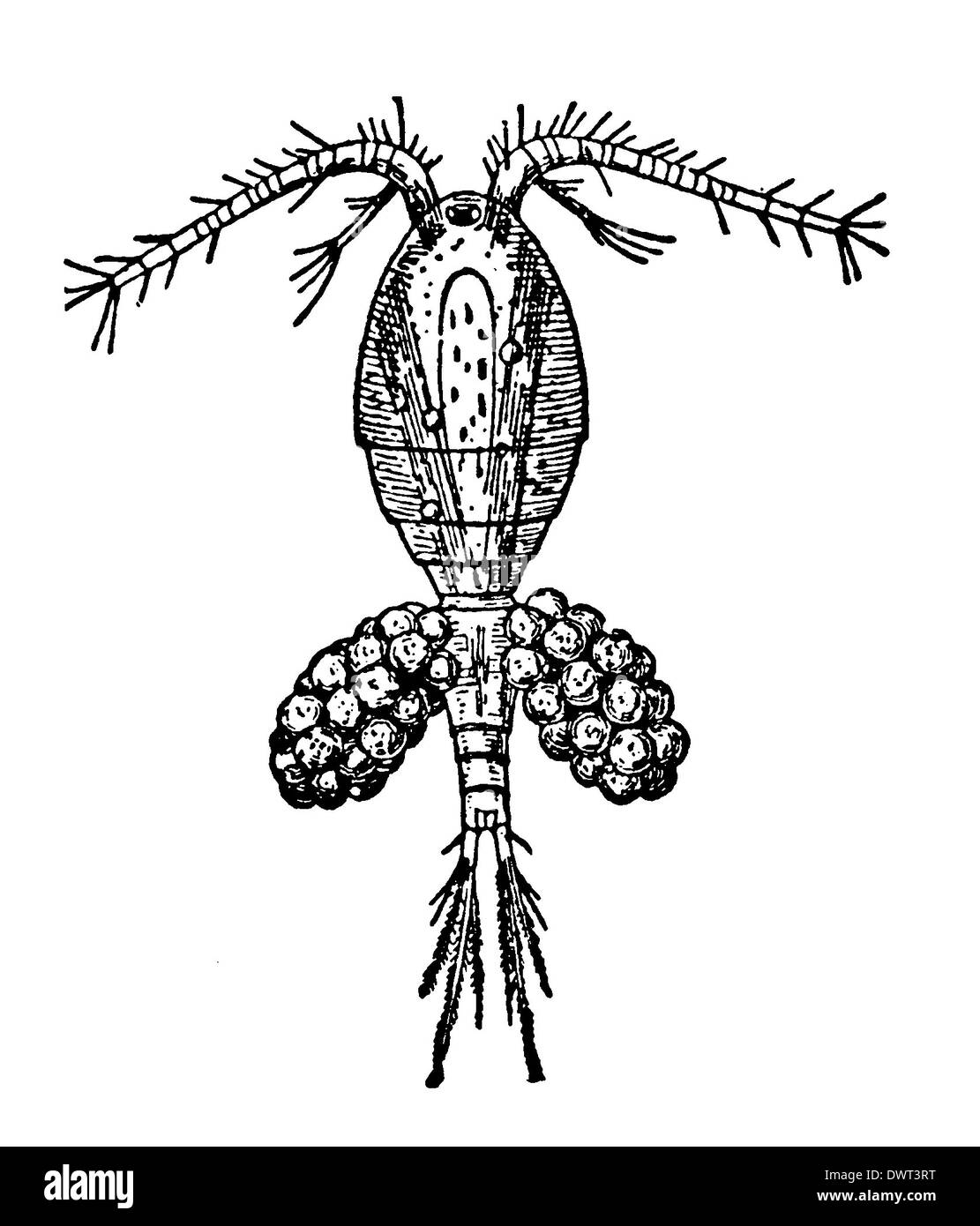 Cyclope Dessin Banque d'image et photos - Alamy