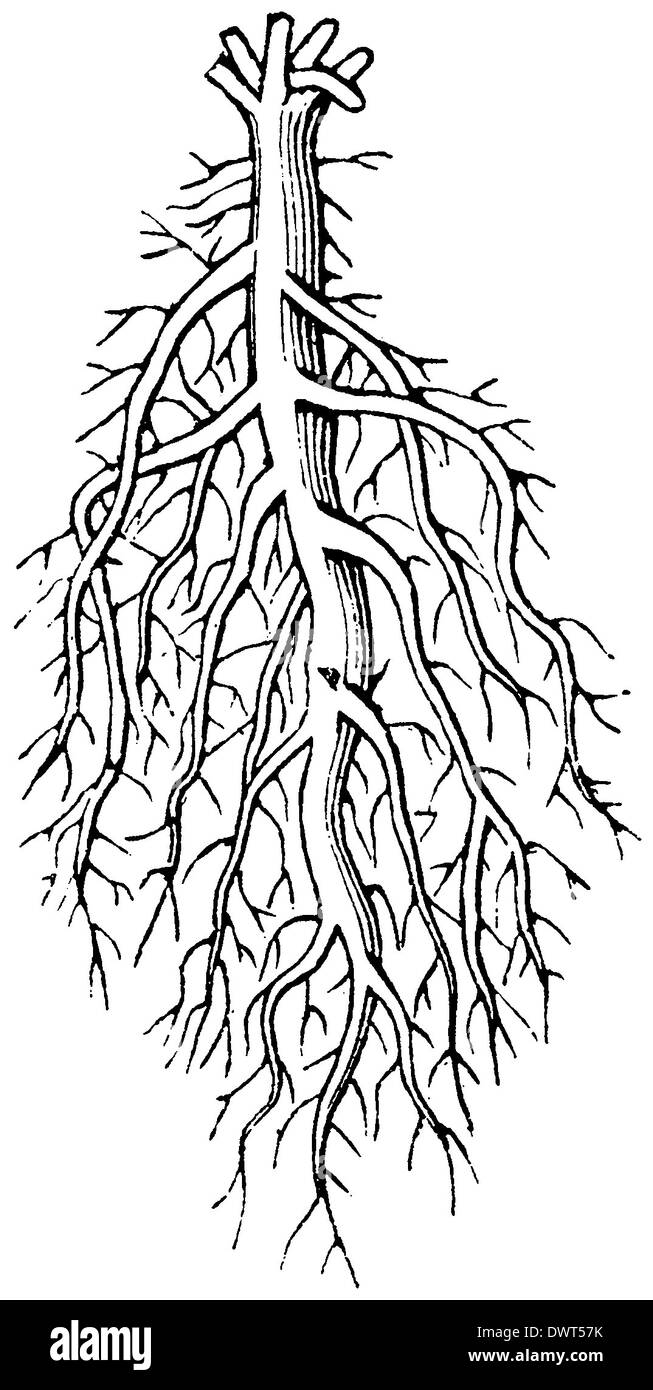 Racine pivotante Banque de photographies et d’images à haute résolution ...