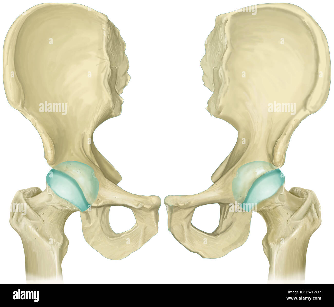 Dessin de la hanche Photo Stock - Alamy