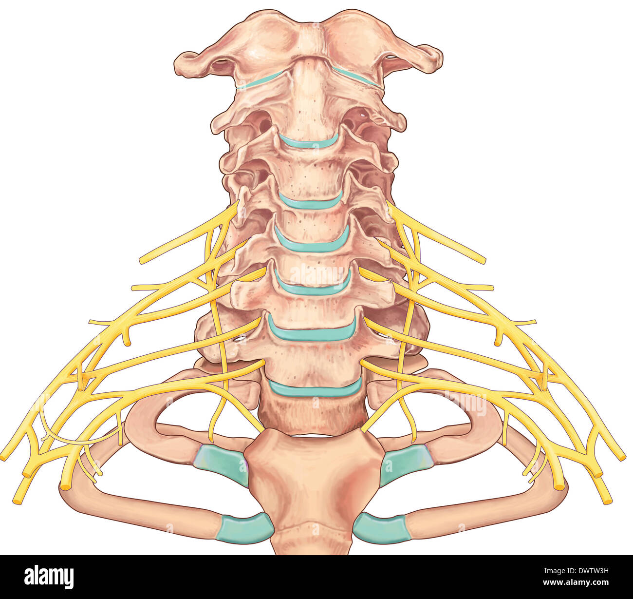 Cervical vertebra drawing Banque de photographies et d’images à haute ...
