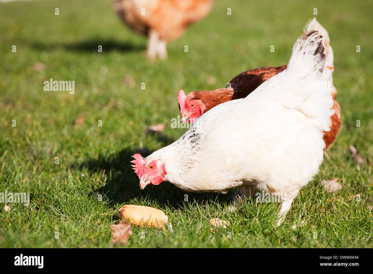 Poules qui picorent Banque de photographies et d’images à haute ...