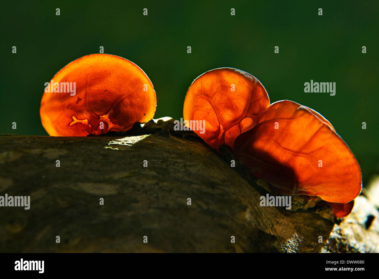 Jelly ear fungi Banque de photographies et d’images à haute résolution ...
