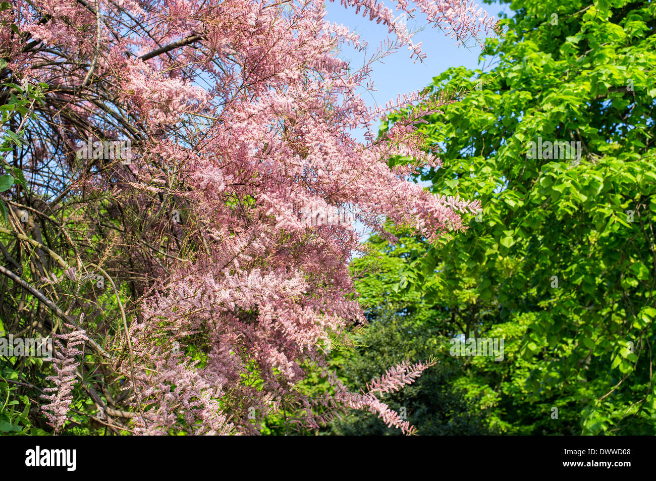 Tamarix tree Banque de photographies et d’images à haute résolution - Alamy