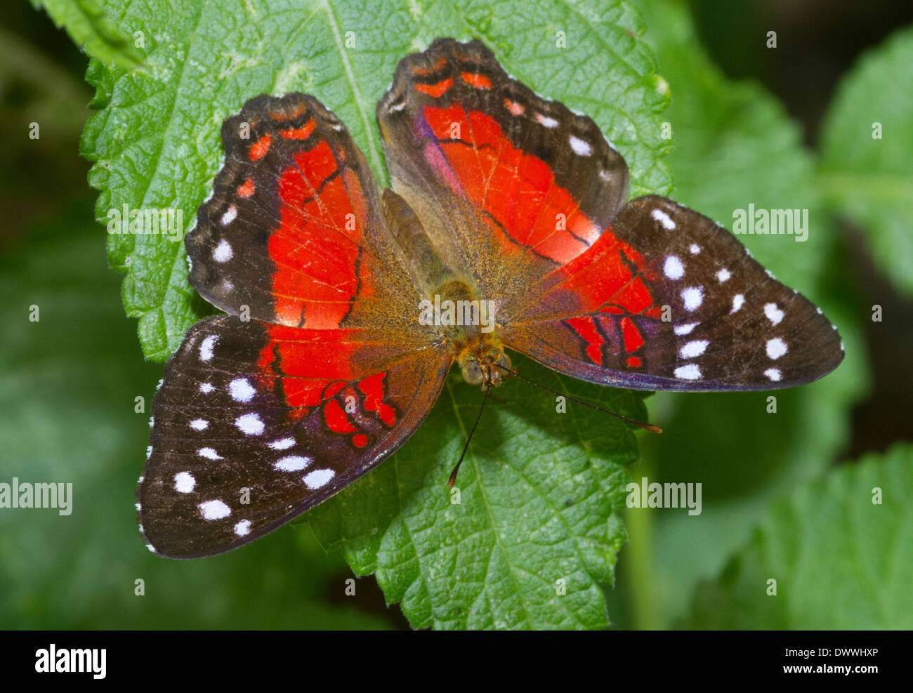 Insectes Rouges Banque d'image et photos - Alamy