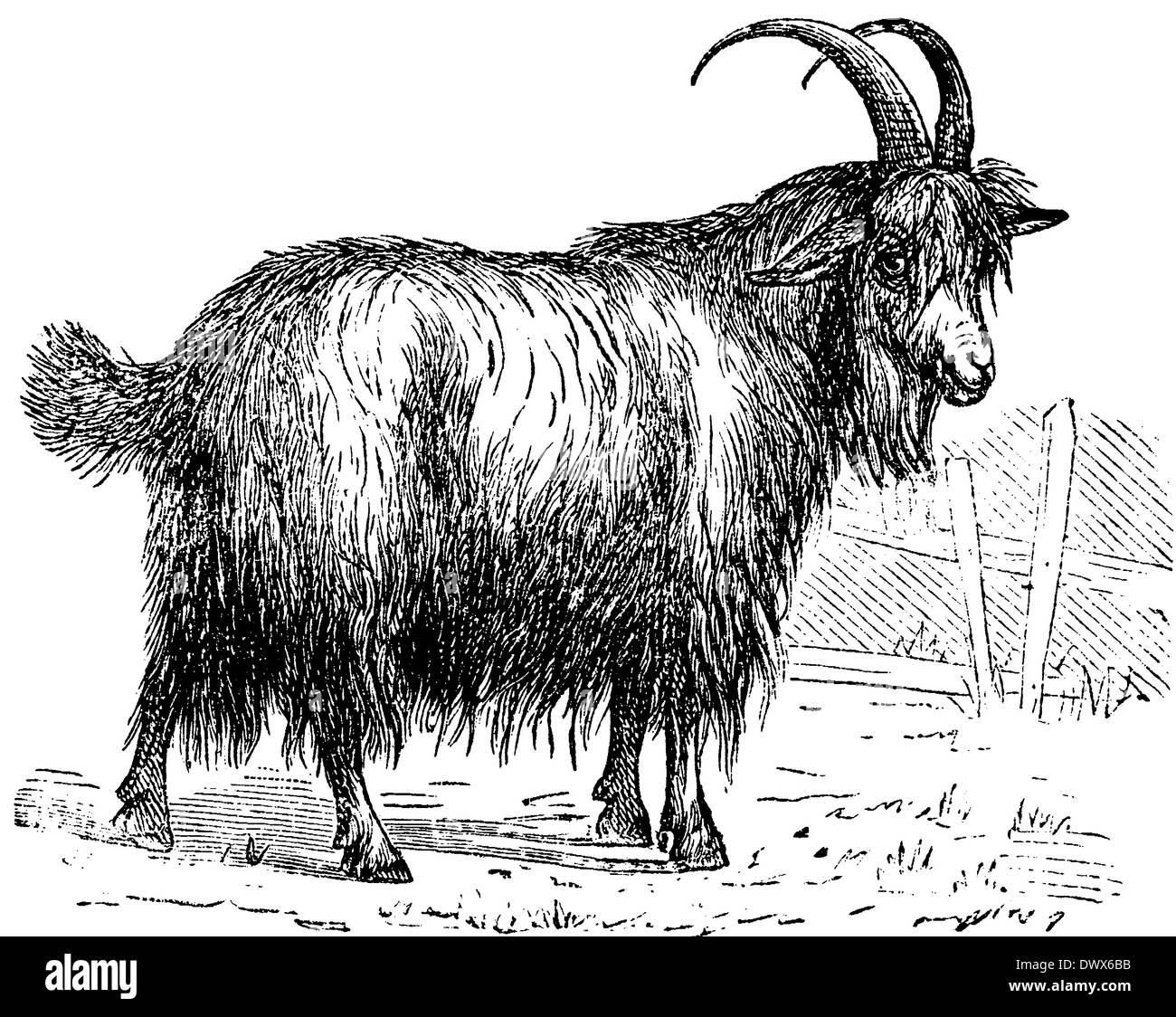 Dessin chevre noir et blanc Banque de photographies et d’images à haute ...