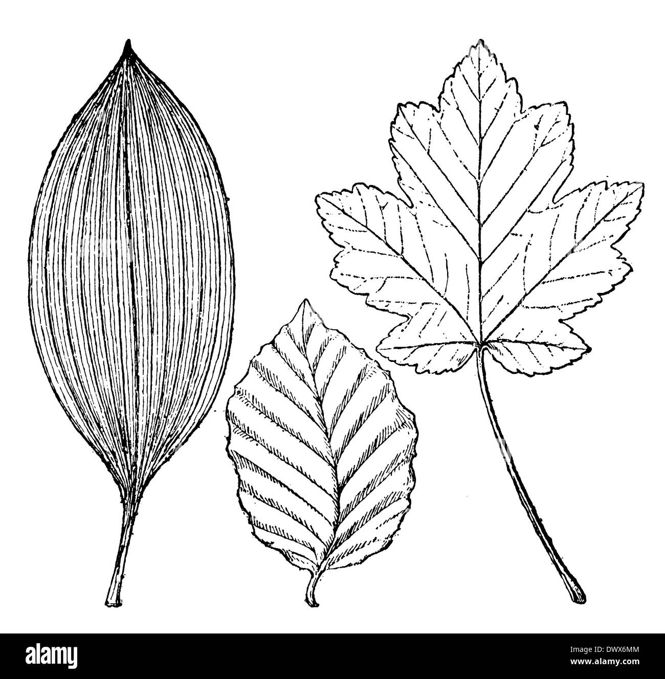 Formes de feuilles Banque d'images détourées - Alamy