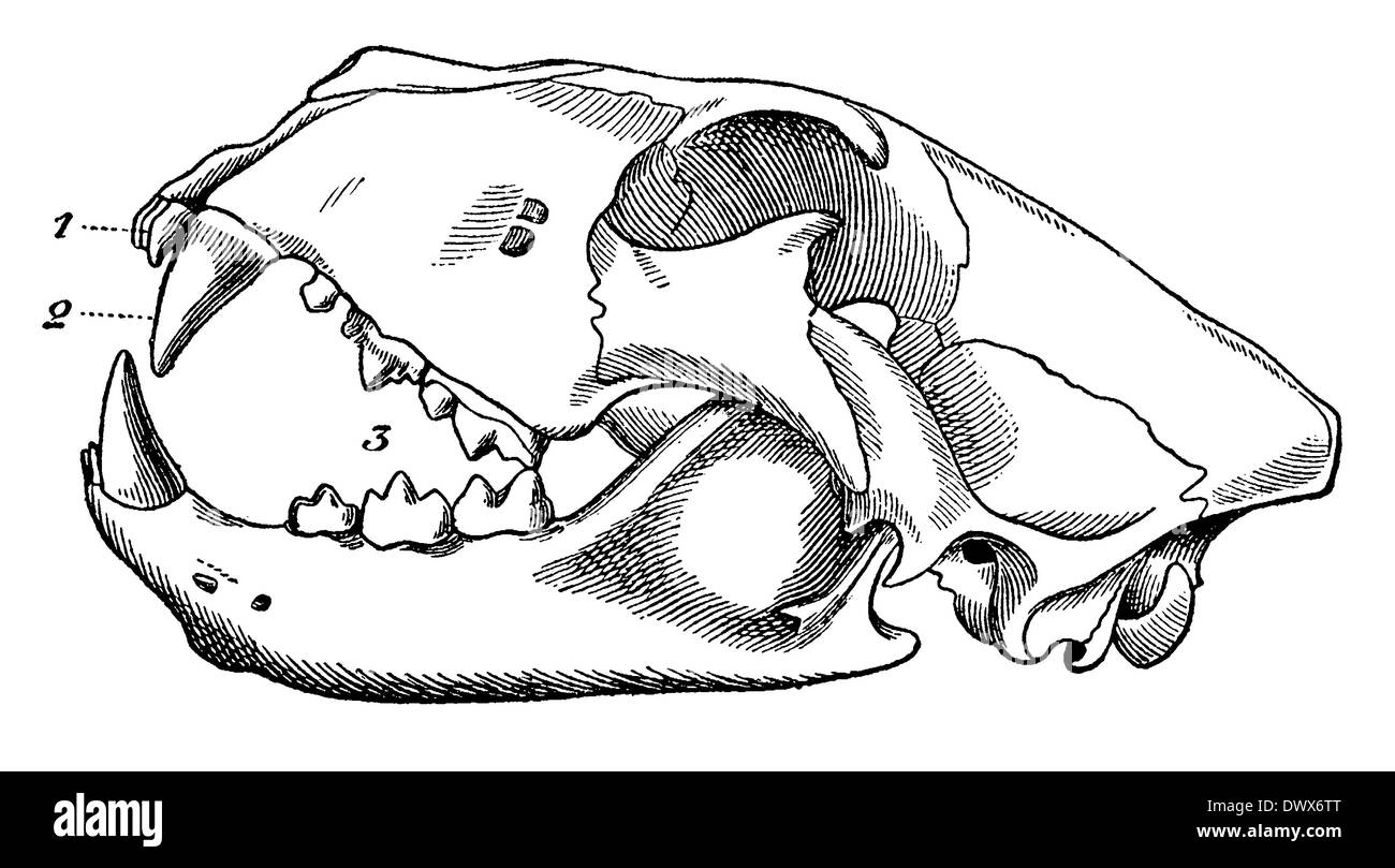 Crâne de lion Banque de photographies et d’images à haute résolution ...