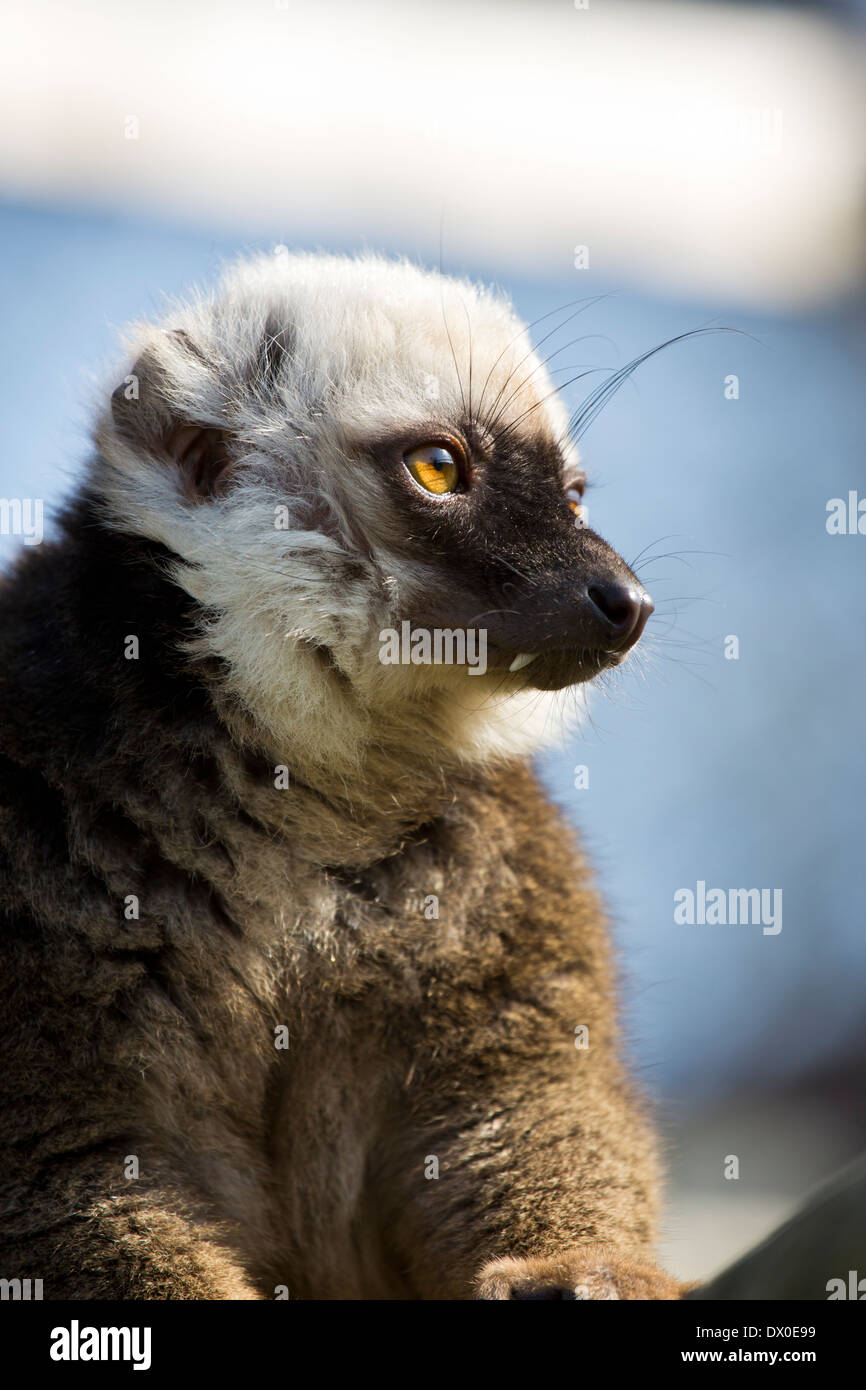 Lémurien brun Banque de photographies et d’images à haute résolution ...