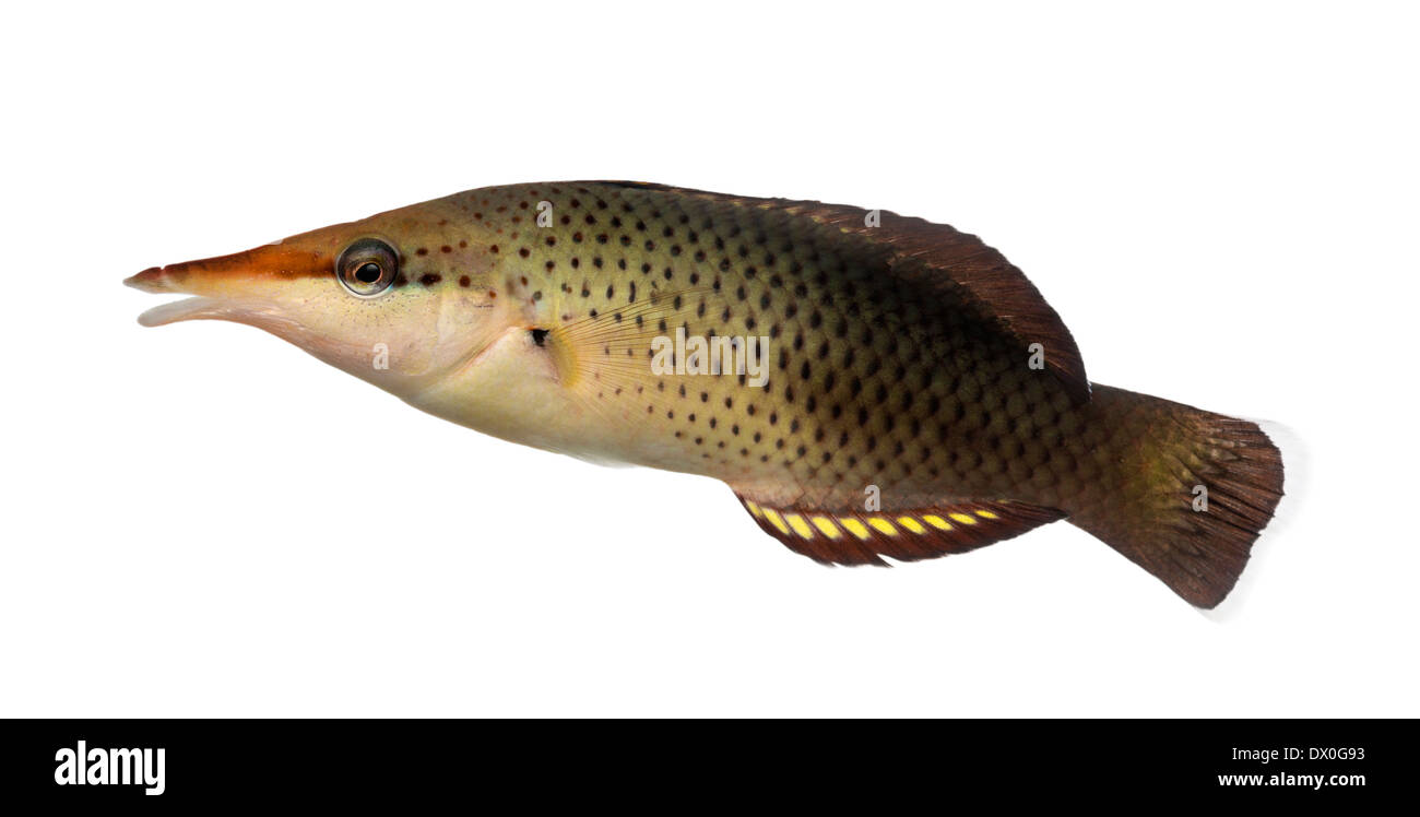 Le poisson girelle sur fond blanc Banque de photographies et d’images à ...