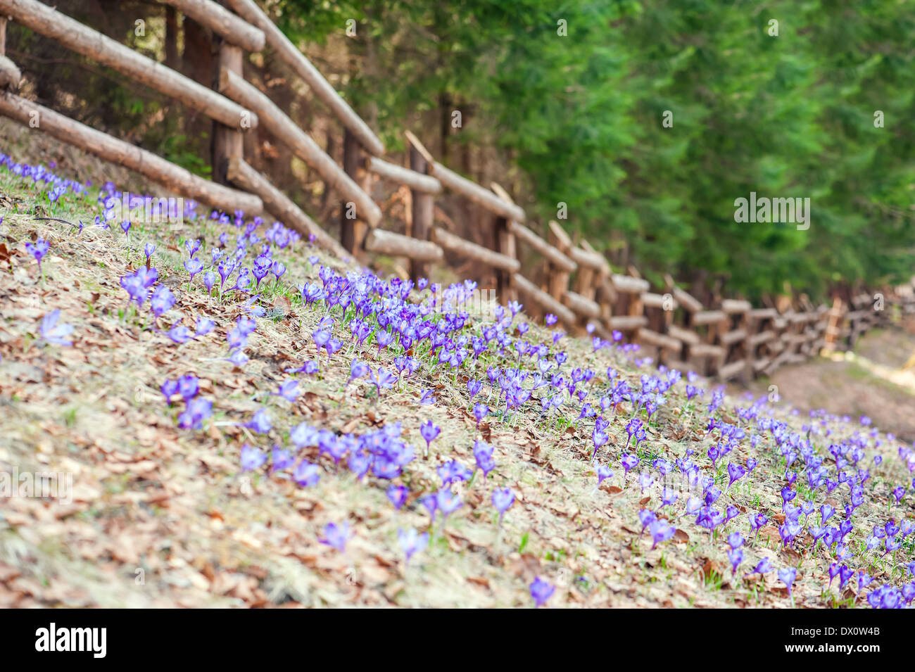 Paysages forestiers de montagne Banque de photographies et d’images à ...