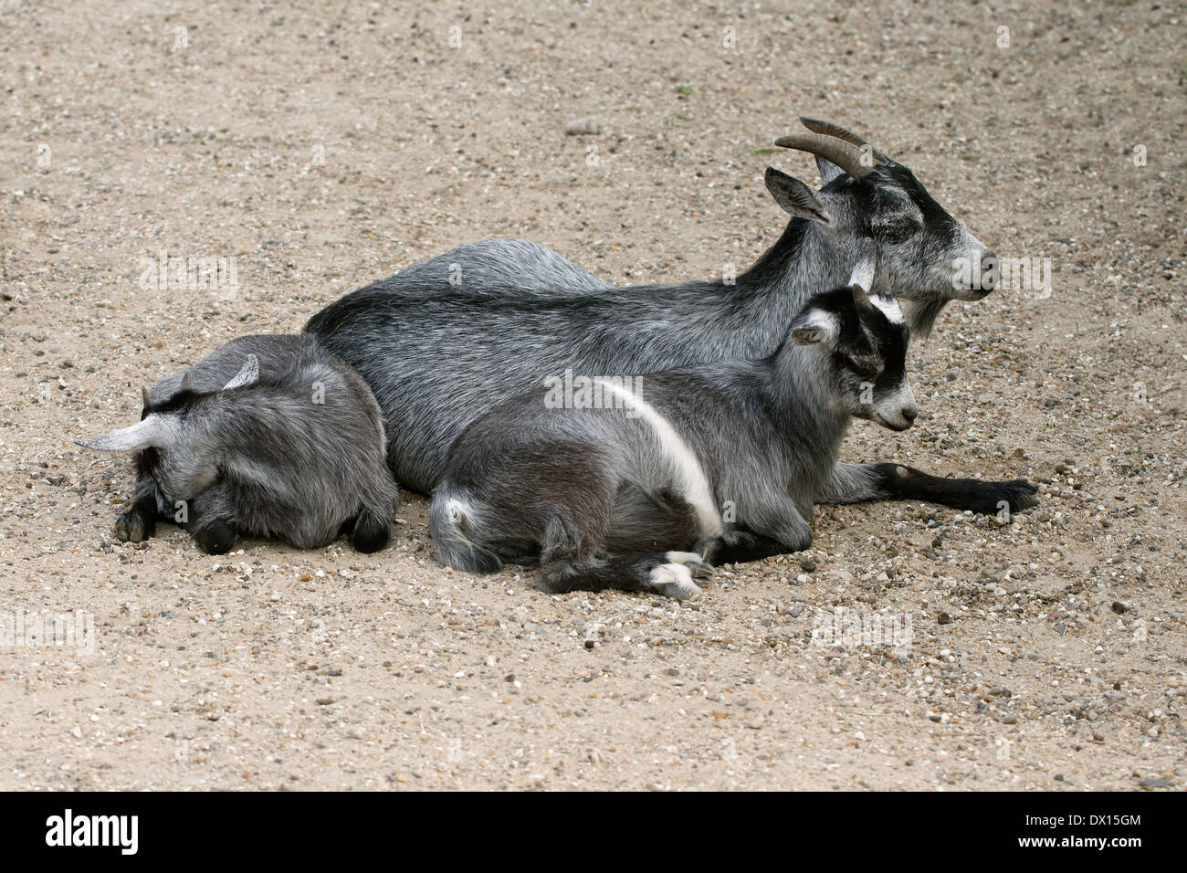 Mother goat Banque de photographies et d’images à haute résolution - Alamy