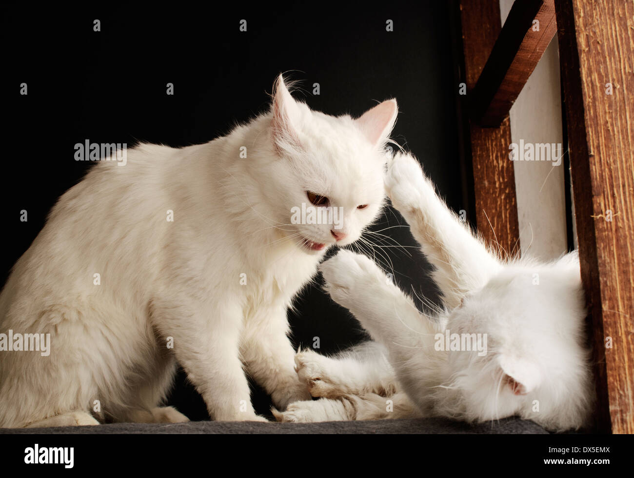 Combat de chats Banque de photographies et d’images à haute résolution ...