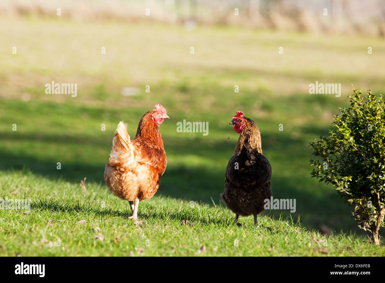 Poules pondeuses plein air Banque de photographies et d’images à haute ...