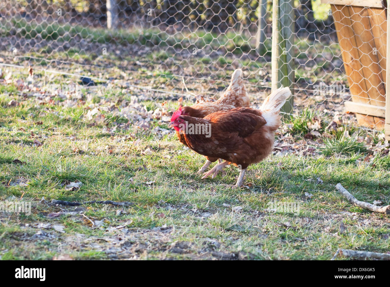 Poules pondeuses élevage plein air Banque de photographies et d’images ...