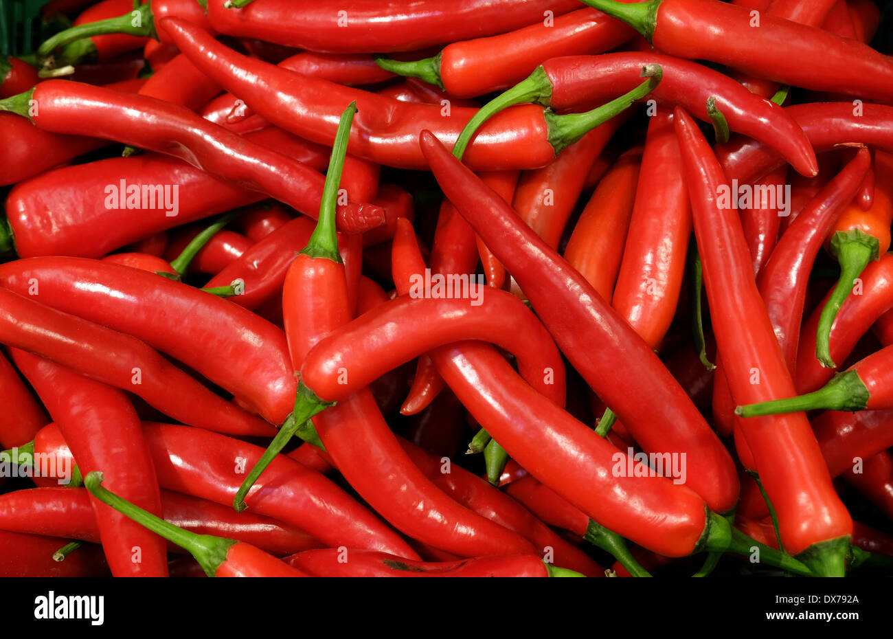 Type d'oiseau de piment rouge Photo Stock - Alamy
