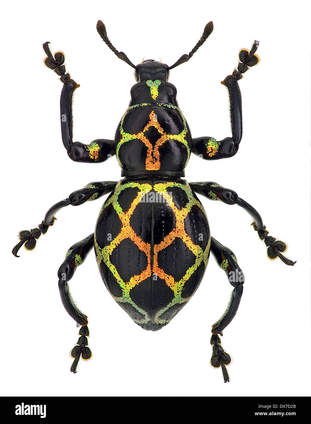 Pachyrhynchus reticulatus Banque de photographies et d’images à haute ...