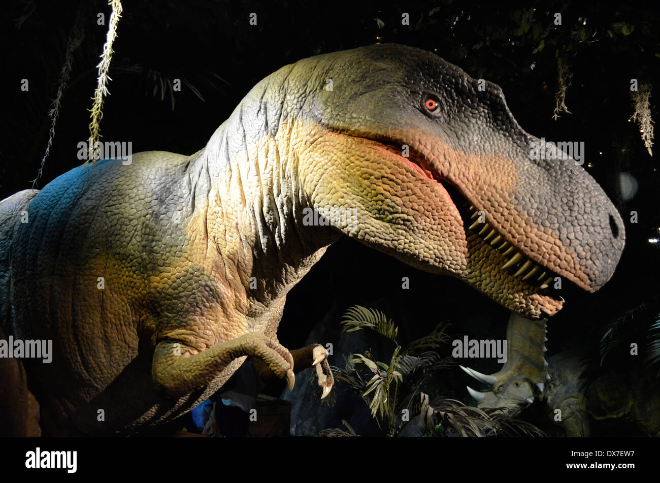 Trex t rex tyrannosaurus Banque de photographies et d’images à haute résolution - Alamy