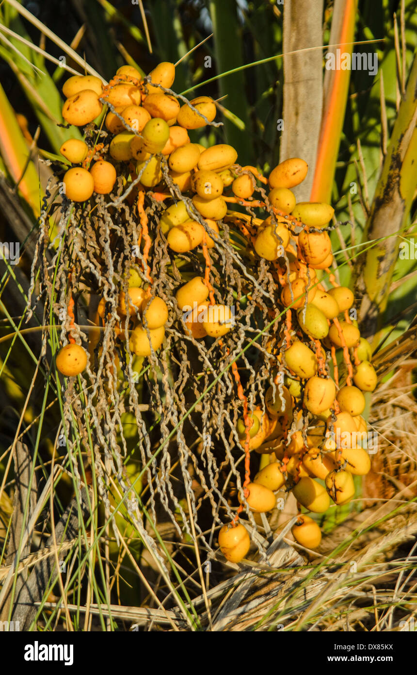 Arbre de dattes avec des fruits Banque de photographies et d’images à ...