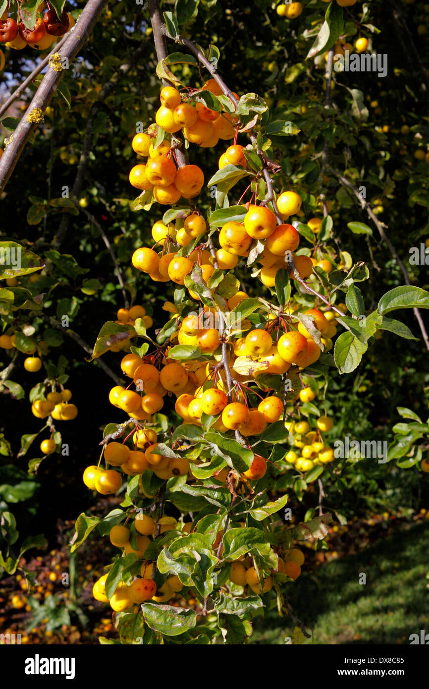 Malus butterball crab apple tree Banque de photographies et d’images à ...
