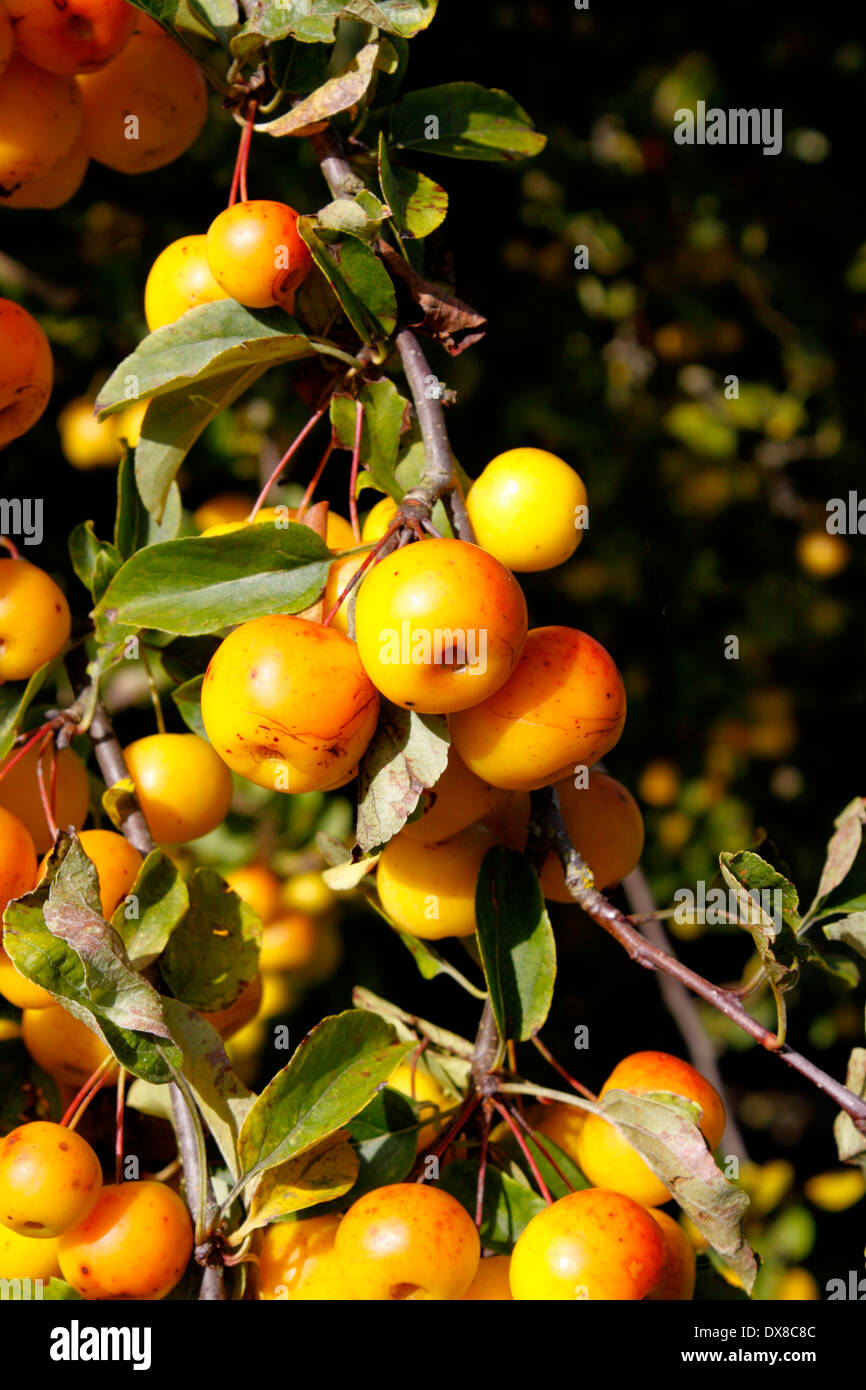 Malus butterball crab apple tree Banque de photographies et d’images à ...