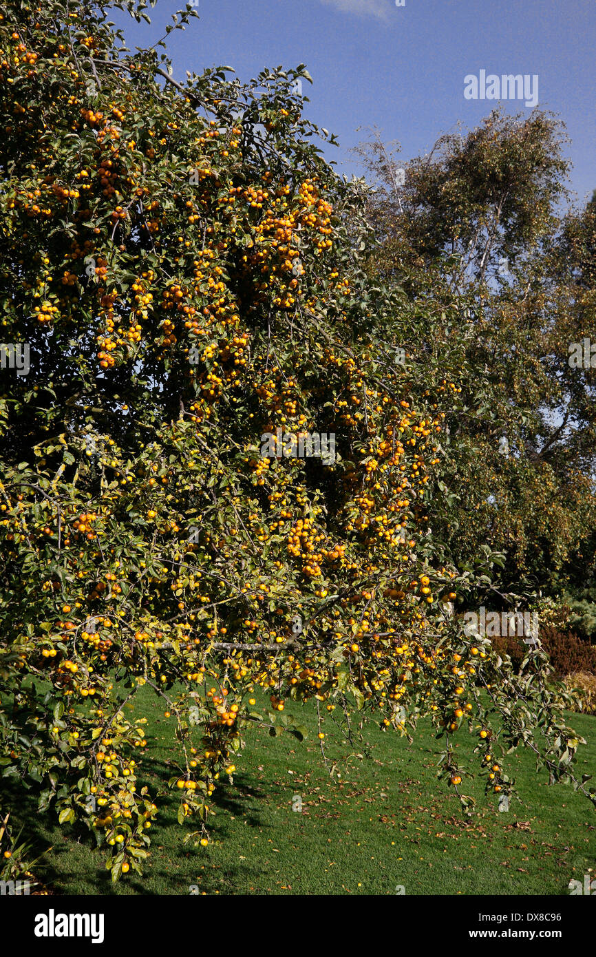 Malus butterball crab apple tree Banque de photographies et d’images à ...