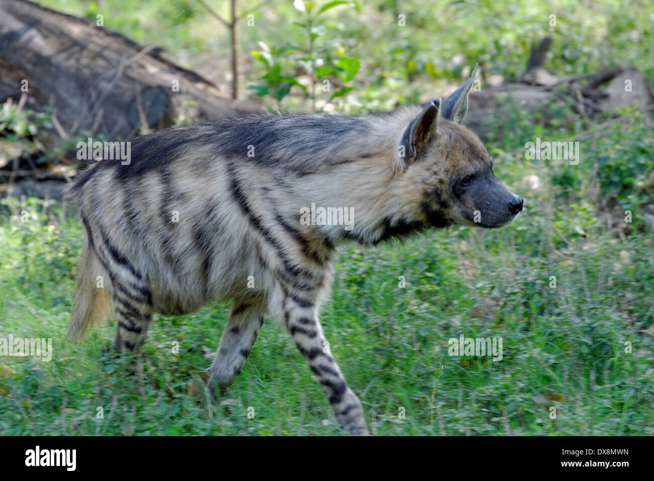 Hyène rayé Banque de photographies et d’images à haute résolution - Alamy