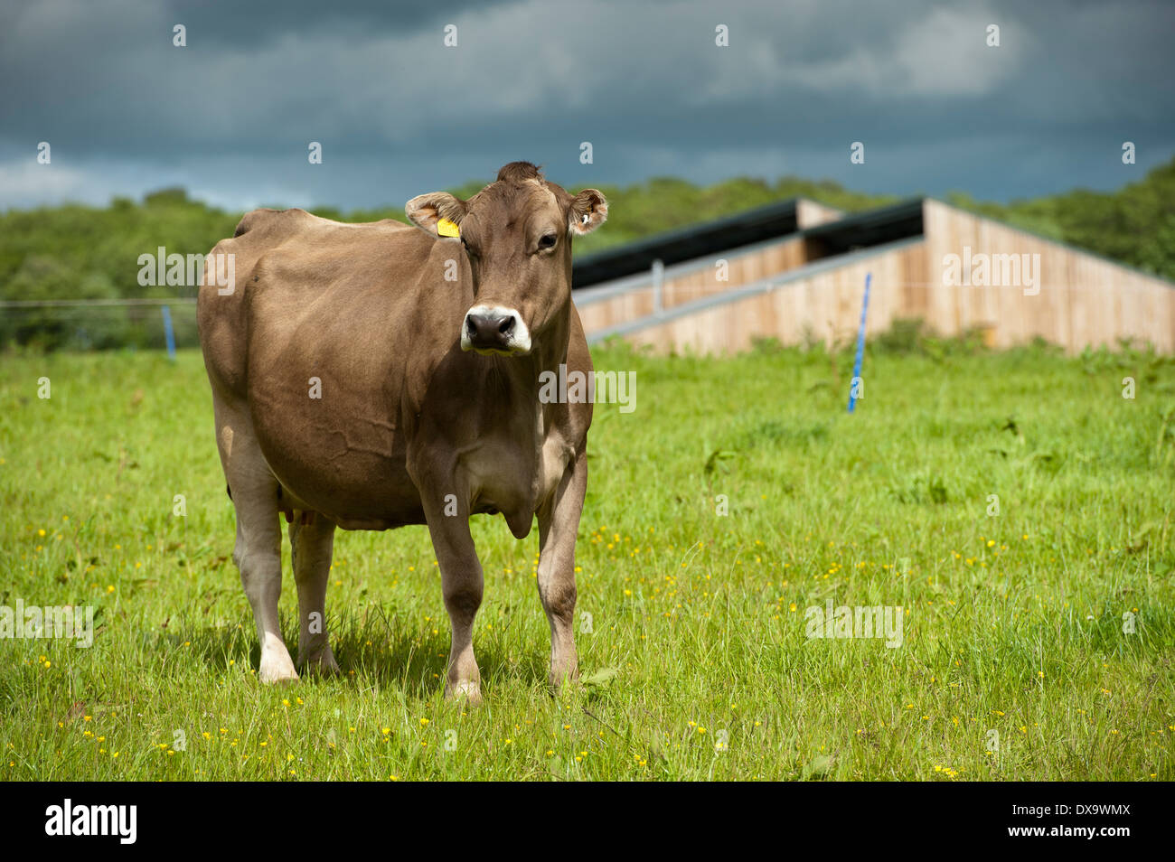 Vache brune suisse Banque de photographies et d’images à haute ...