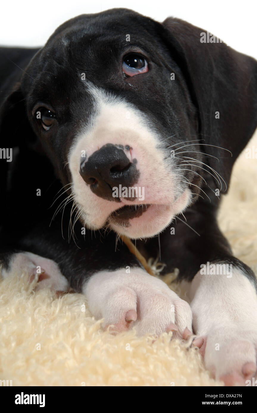 Petit chien en train de manger Banque de photographies et d’images à ...