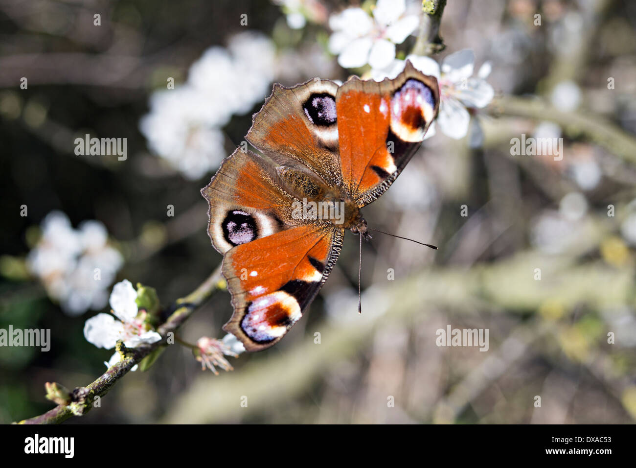 Peacock butterfly Banque de photographies et d’images à haute ...