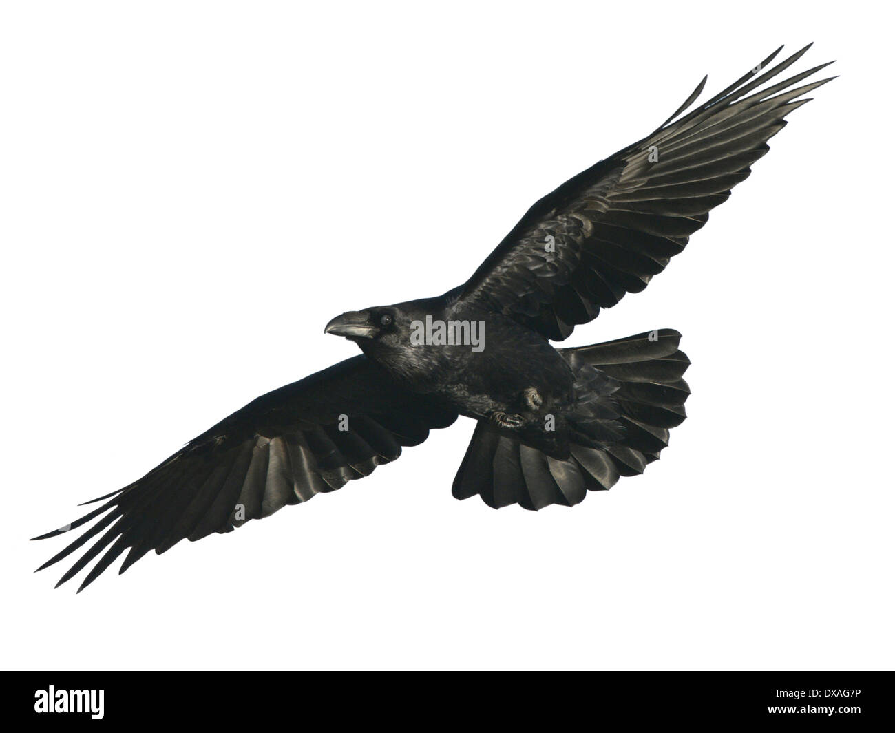 Corbeau en vol Banque d'images détourées - Alamy