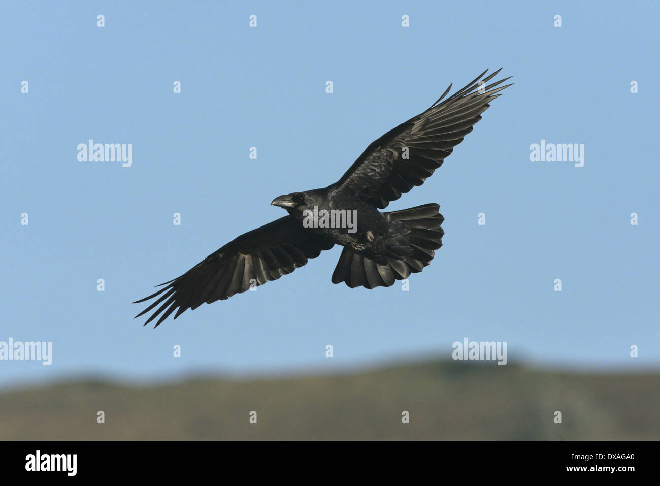 Corvus corax commun ou corvus du nord en vol Banque de photographies et ...