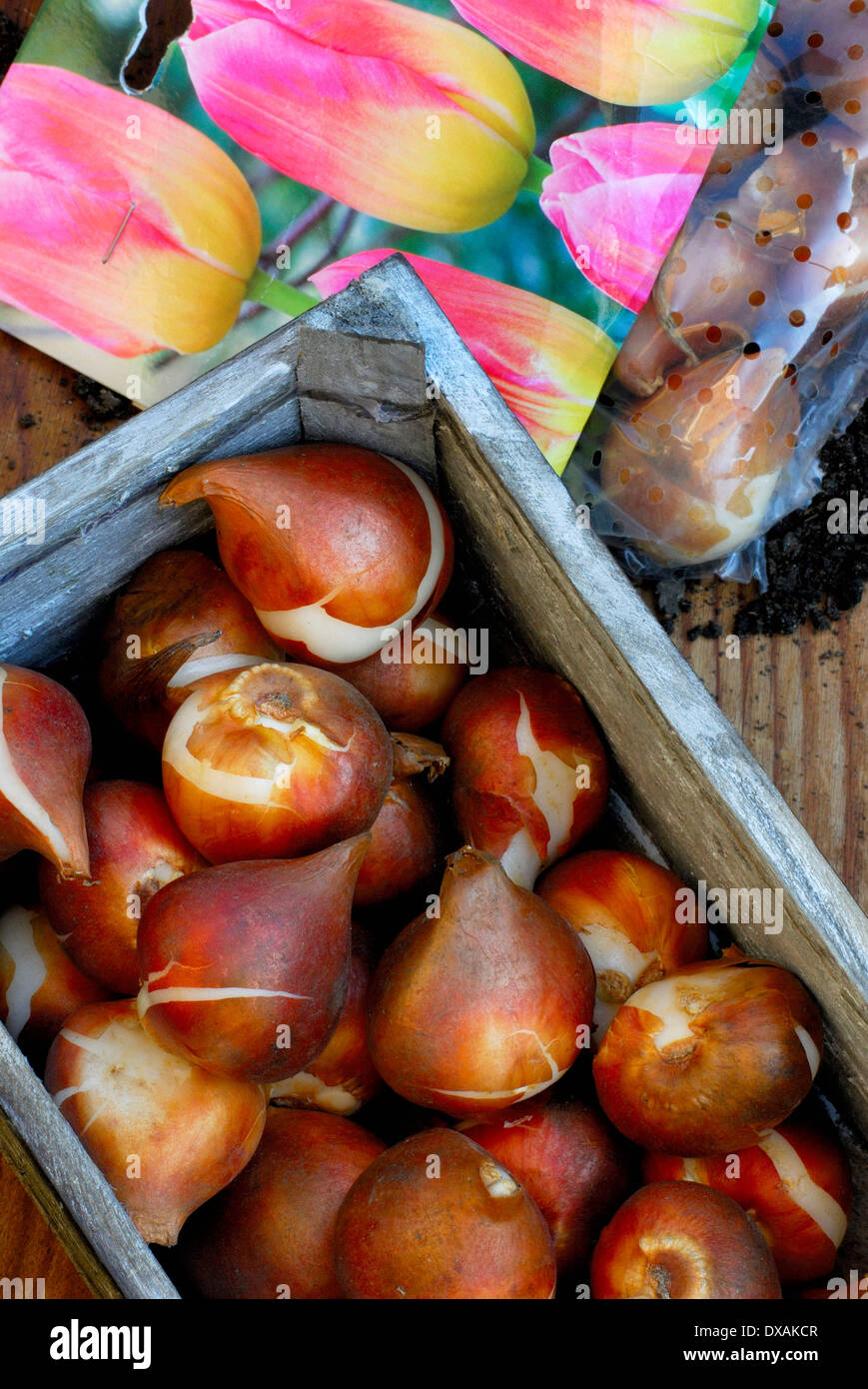 Tulip bulbs Banque de photographies et d’images à haute résolution - Alamy