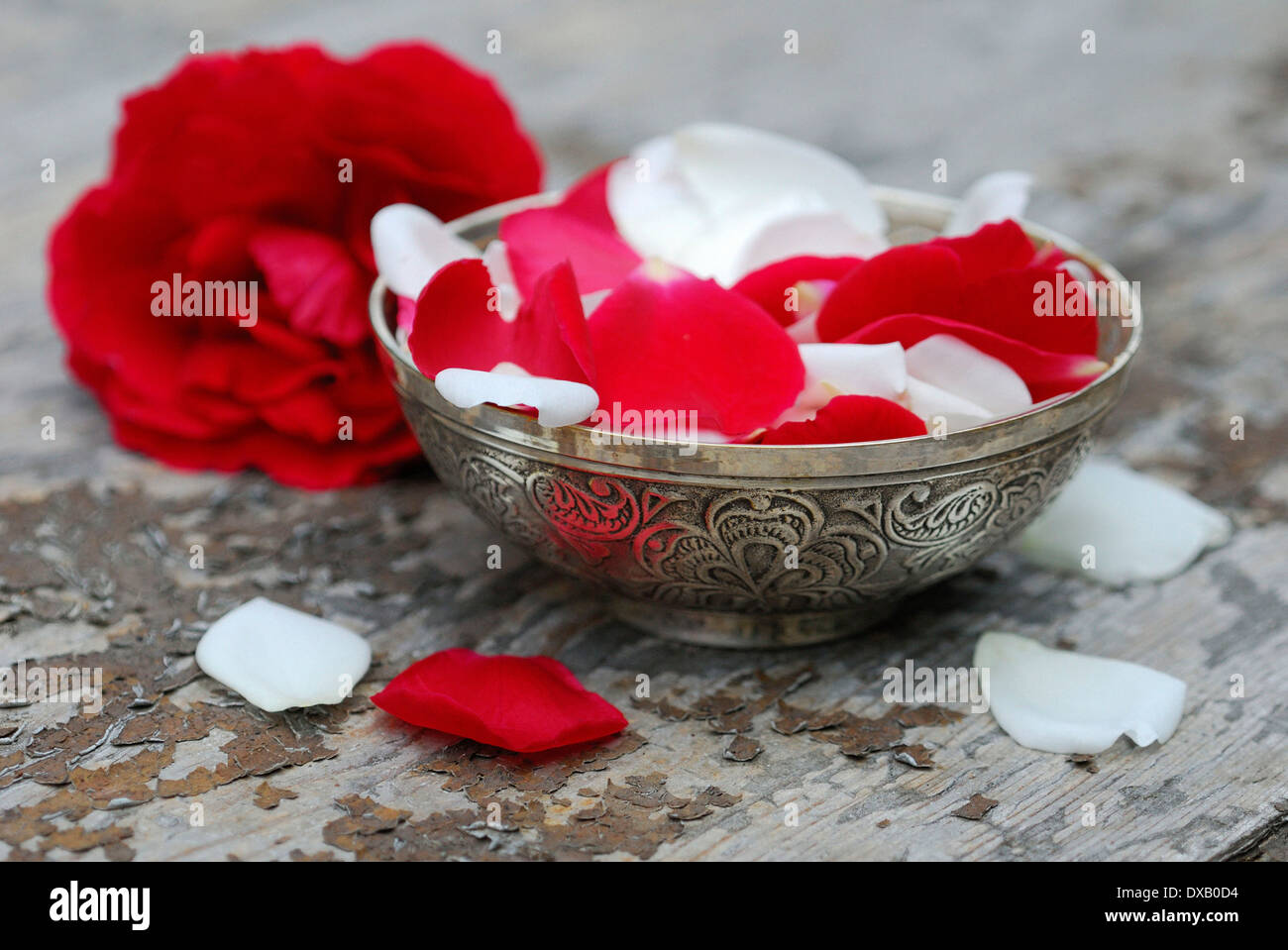 Pétales de rose Banque de photographies et d’images à haute résolution ...