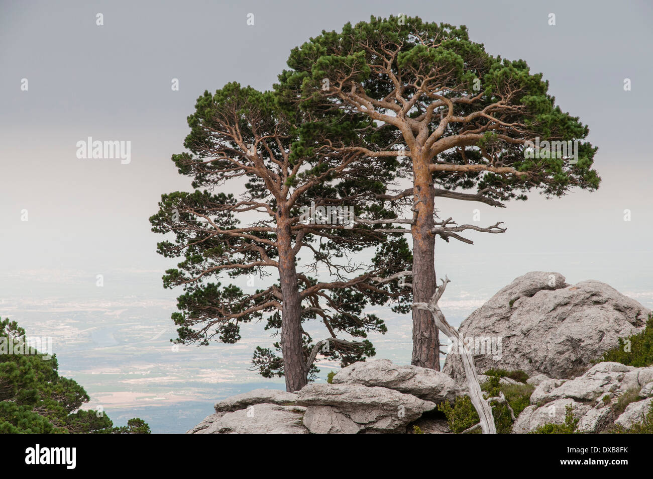 Pi roig pinus sylvestris Banque de photographies et d’images à haute ...