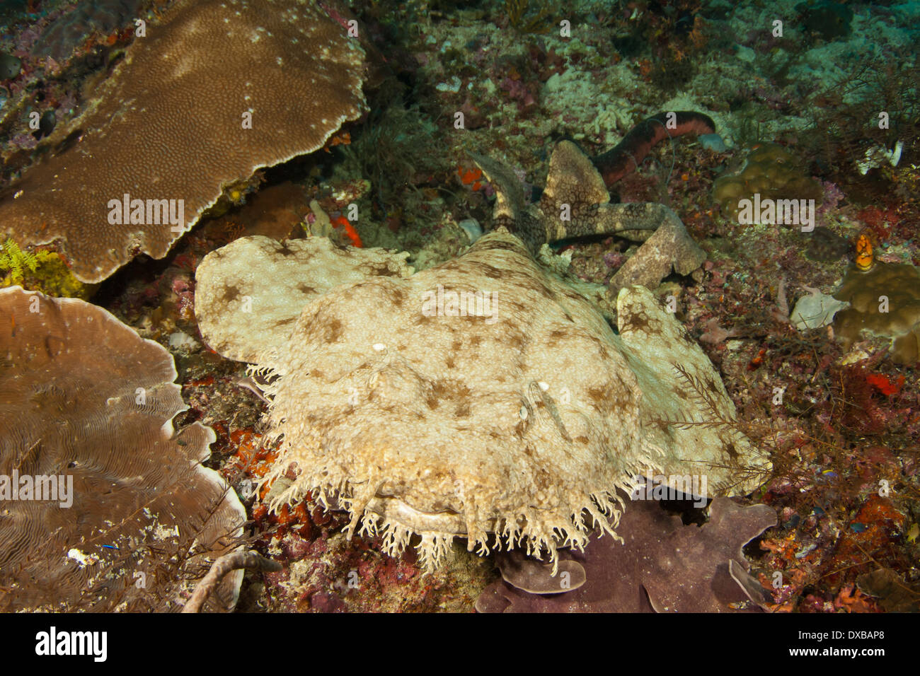 Penemu island Banque de photographies et d’images à haute résolution ...