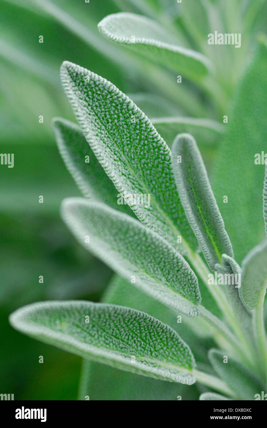 Salvia officinalis Banque de photographies et d’images à haute ...