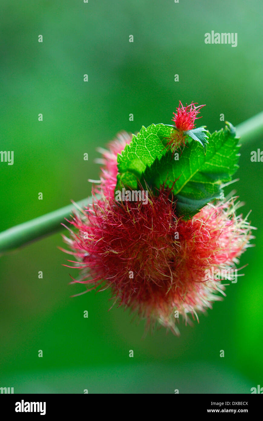 Diplolepis Banque de photographies et d’images à haute résolution - Alamy