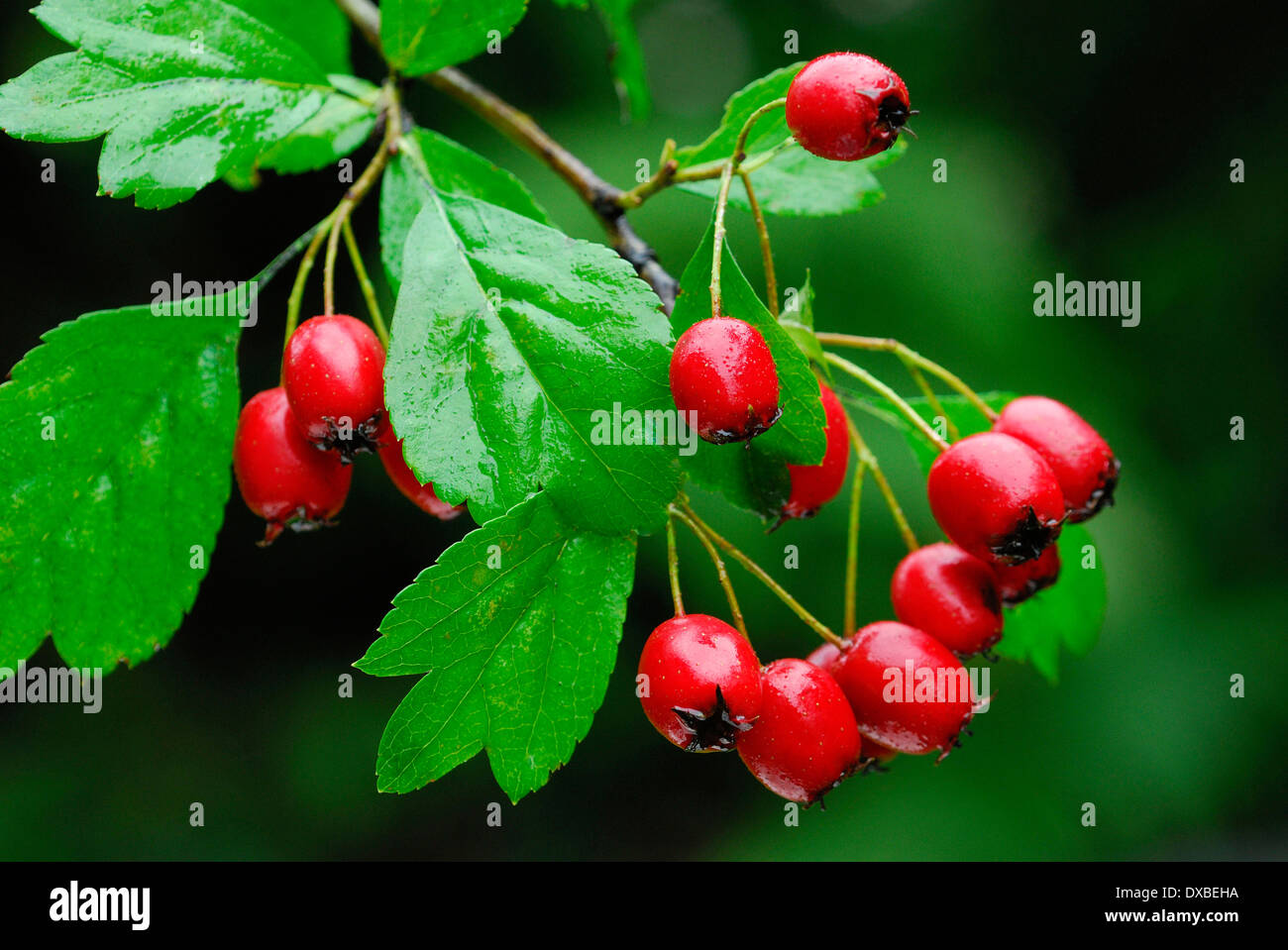 Crataegus monogyna Banque de photographies et d’images à haute ...