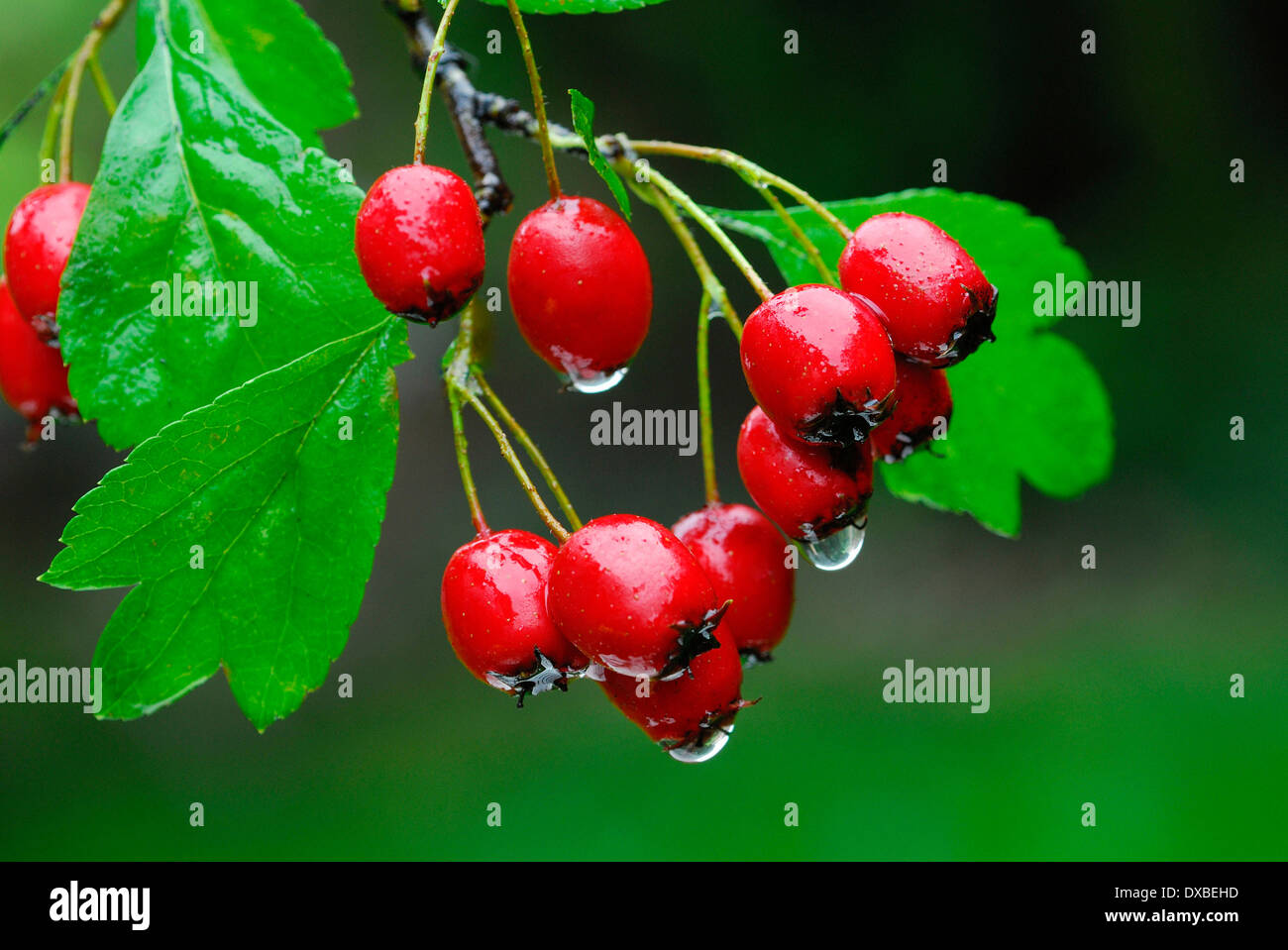 Crataegus monogyna Banque de photographies et d’images à haute ...