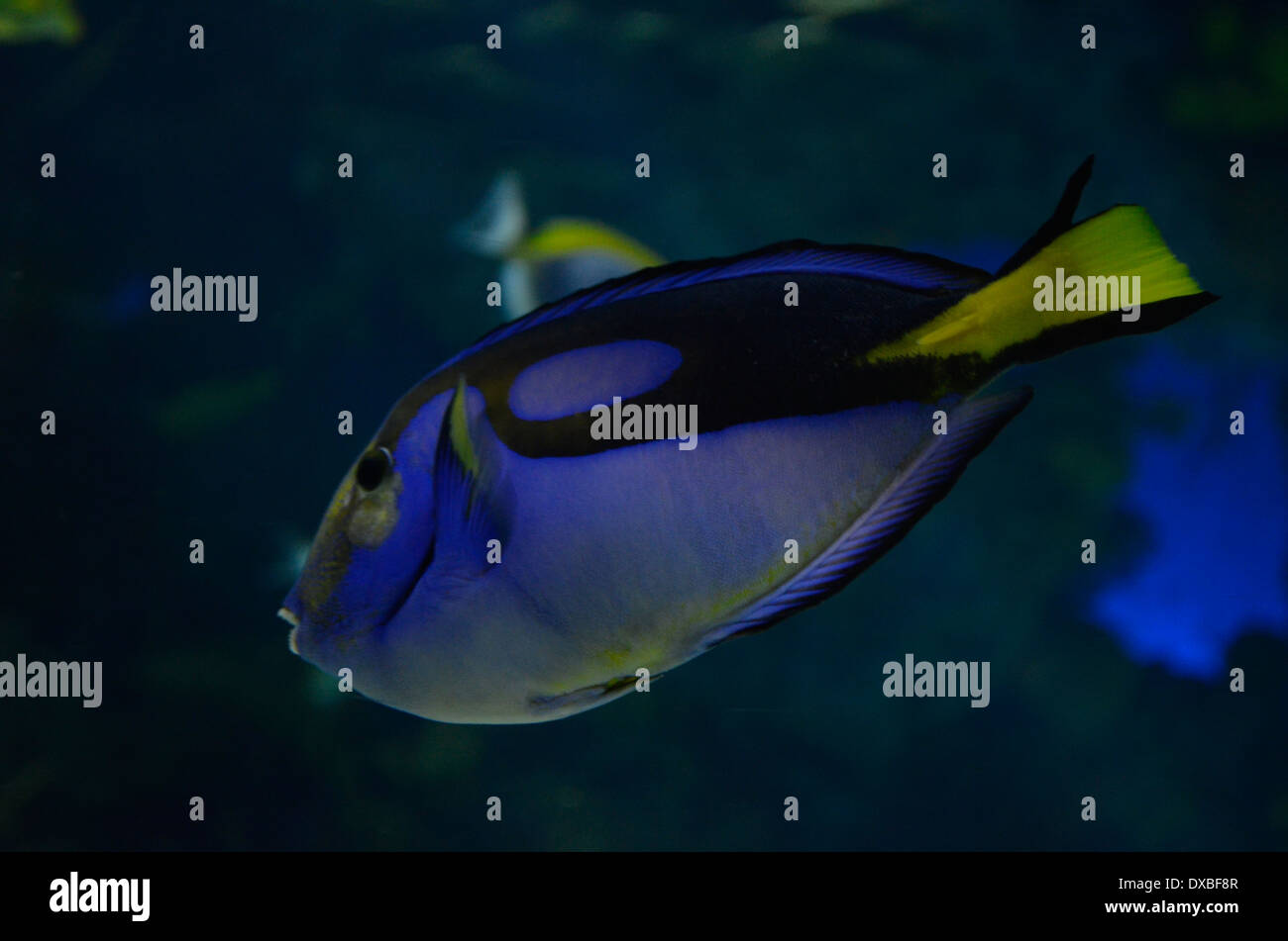 Poisson rayé jaune Banque de photographies et d’images à haute ...