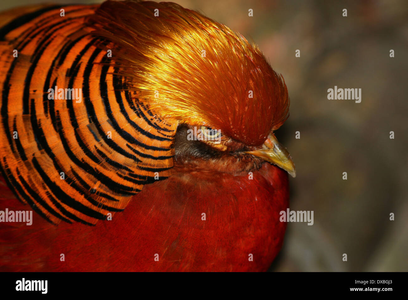 Faisan dorado Banque de photographies et d’images à haute résolution ...