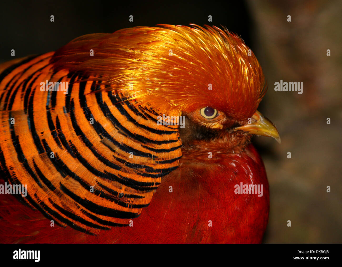 Faisan dorado Banque de photographies et d’images à haute résolution ...