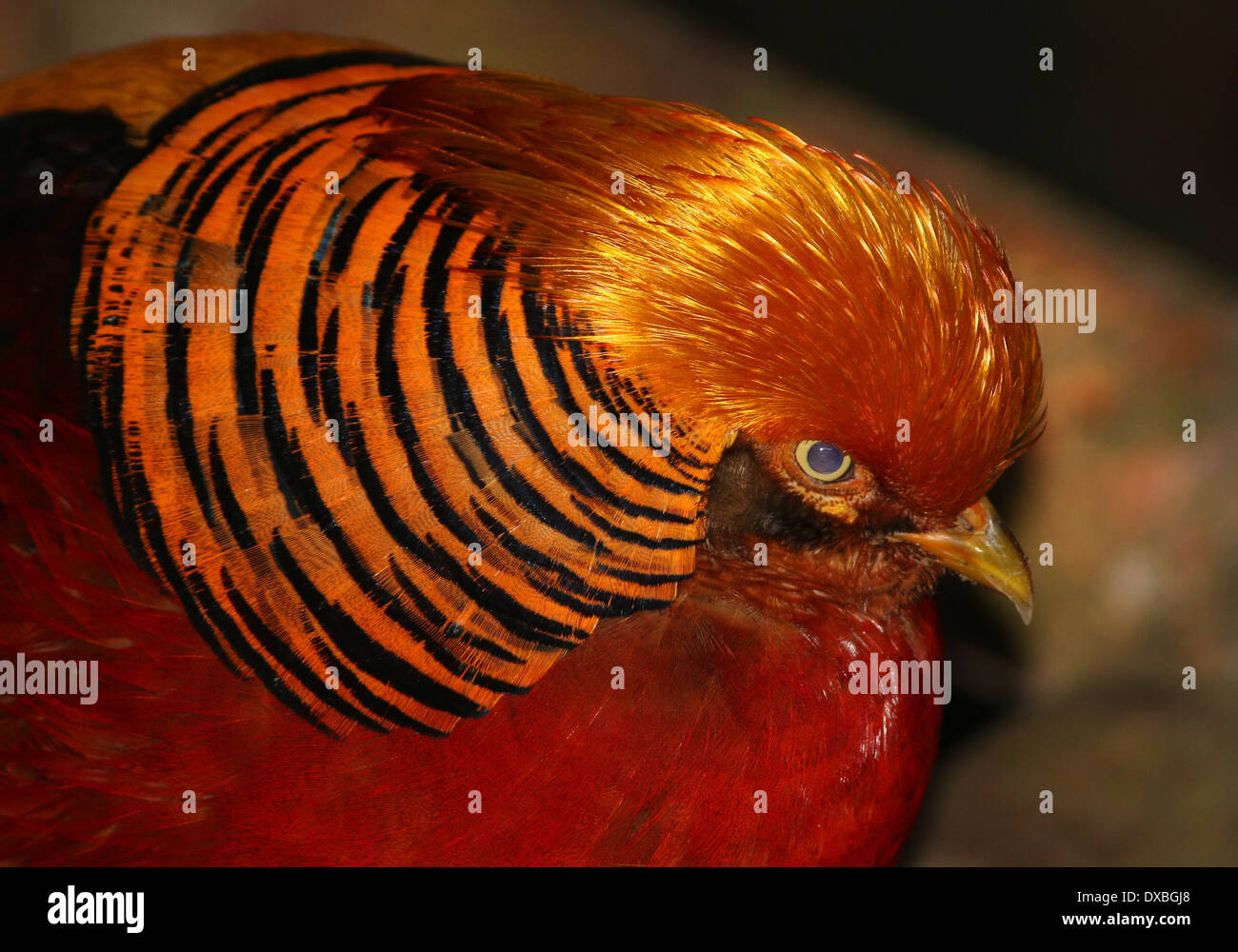 Faisan dorado Banque de photographies et d’images à haute résolution ...