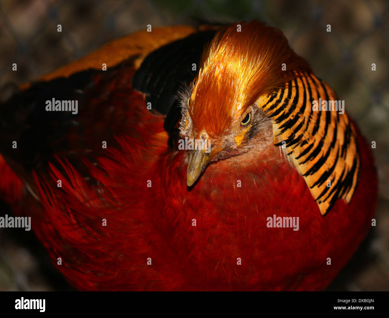 Faisan dorado Banque de photographies et d’images à haute résolution ...